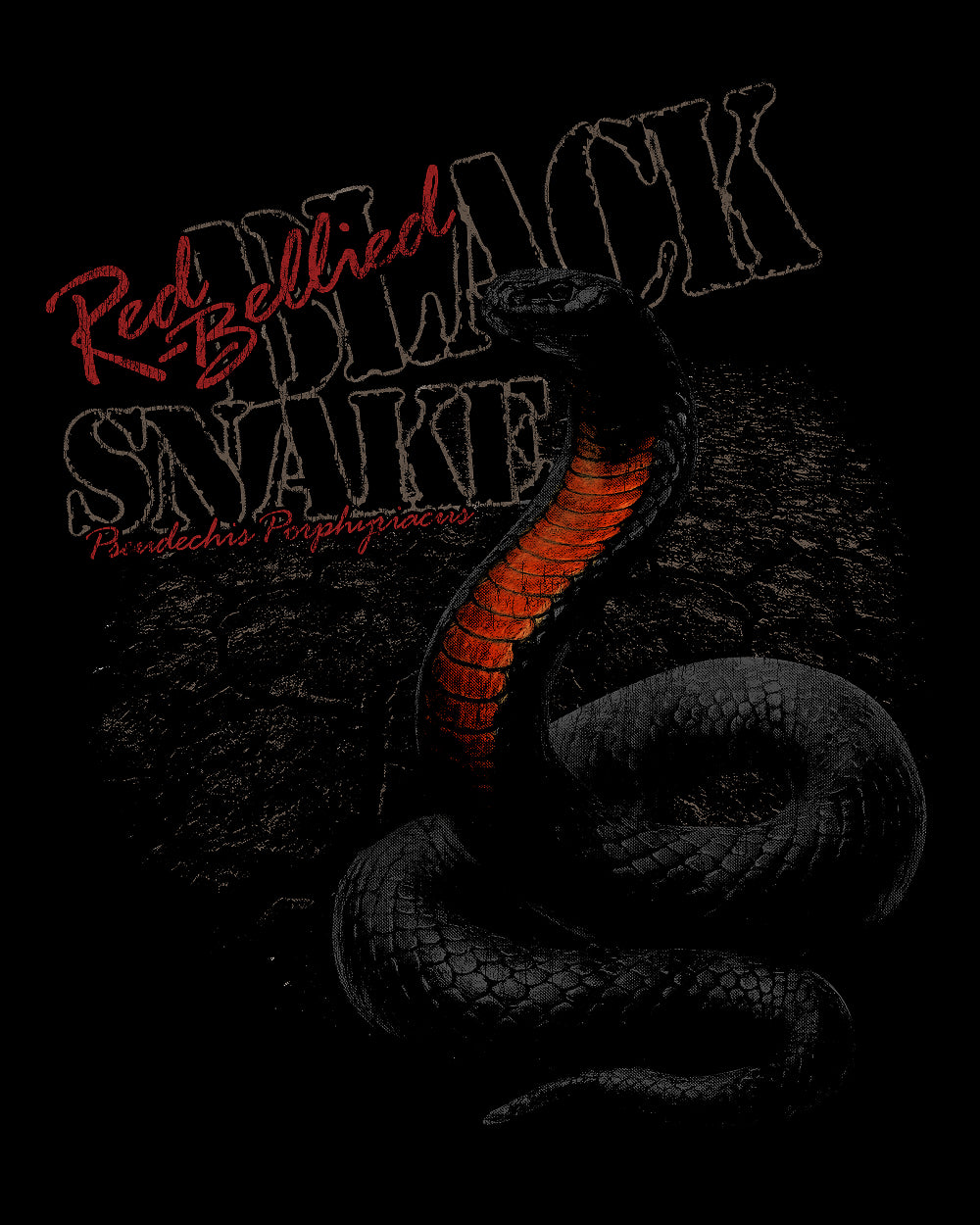 Red Bellied Black Snake Art Print | Wall Art & Art Prints UK